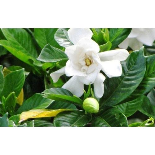 Jual Tanaman kaca piring / gardenia augusta - Kab. Bogor - RENDY STORE ...