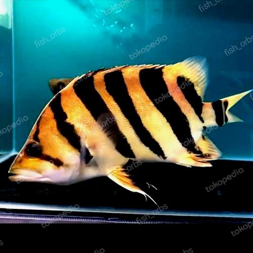 Jual Hiasan Aquarium Datz / Datzsum / Datzborneo - Jakarta Timur - fish ...