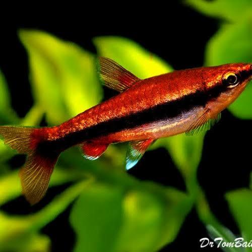 Jual ikan tetra merah red pensil - Kota Depok - Fauna aqua | Tokopedia