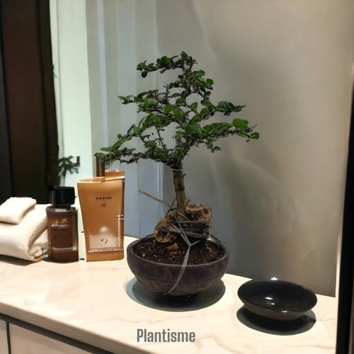 Jual Bonsai – Fukien Tea Carmona retusa Hokiantea Mini Pohon Bonsai ...