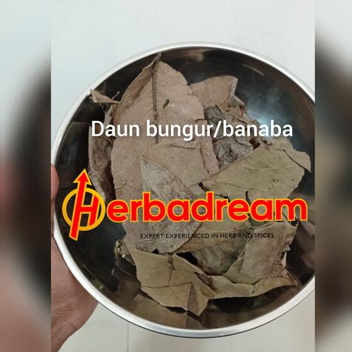 Jual 250 GRAM DAUN BUNGUR BANABA LAGERSTROEMIA SPECIOSA KETANGI KETANGI ...