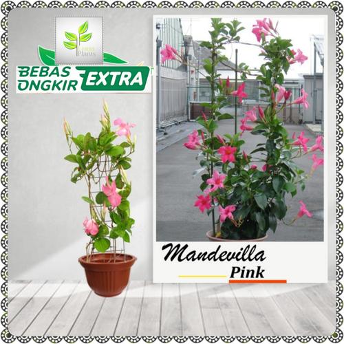 Jual tanaman hias merambat mandevilla bunga pink - Kab. Bogor ...