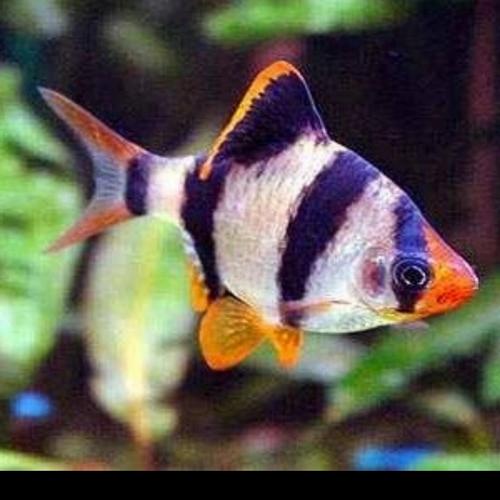 Jual sumatra tiger barb JUMBO sumatra XL - ikan hias air tawar sumatra ...