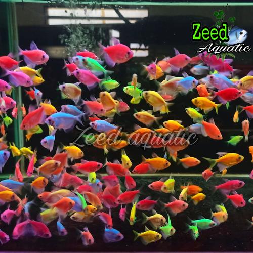Jual ikan hias air tawar / aquascape / Glow Fish WARNA TERLENGKAP ...
