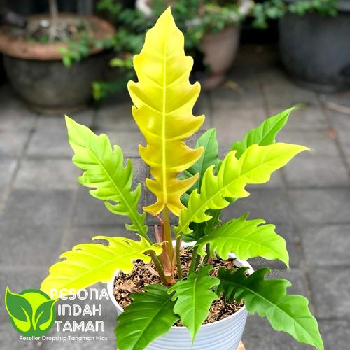 Jual Tanaman hias philodendron golden saw - tanaman hias Philo golden ...