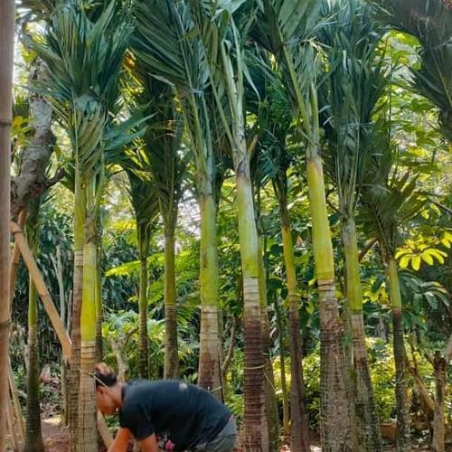 Jual pohon palem putri dewasa tinggi 2-3 meter - Kab. Bogor - Ternakfosil | Tokopedia