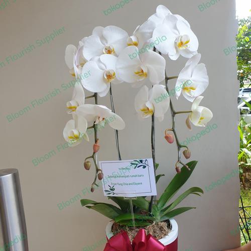 Jual bunga anggrek bulan putih asli fresh flower Rangkaian - isi 2 ...