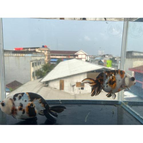 Jual ikan koki ranchu - Rancu Calico -Rancu unik - Rancu organik ...