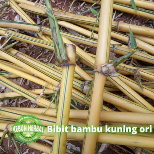 Jual Bibit Tanaman Bambu Kuning Dengan Akar Dan Tunas - Kab ...