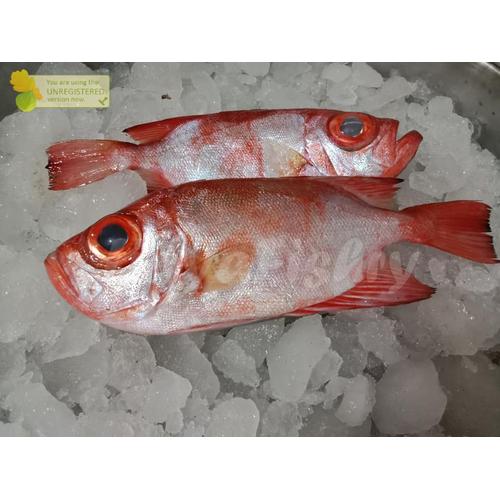 Jual Ikan Raja Ganteng Ikan Laut Segar Fresh 1Kg - Jakarta Utara ...