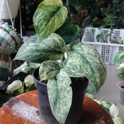 Jual scindapsus mangurai - Kab. Banyumas - drupadi_kebons | Tokopedia