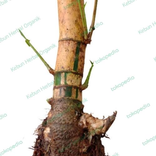 Promo Bibit Tanaman Bambu Kuning Asli Ukuran Besar Sesuai Foto Dari ...
