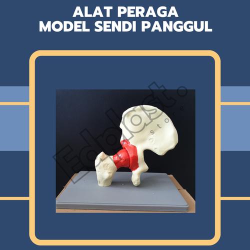 Jual PHANTOM TORSO ANATOMI | ALAT PERAGA MODEL SENDI PANGGUL - Kab ...
