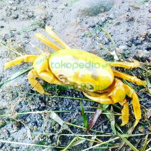 Jual Mancing mania umpan Yuyu/Ketam/Kepiting Sawah/Crab - Kota Tangerang - Bahtera Bioma | Tokopedia