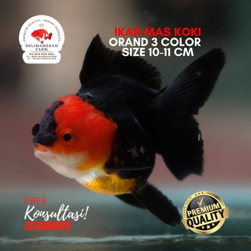 Jual IKAN MAS KOKI ORANDA 3 COLOR SHORT TAIL SIZE 8-9 CM PREMIUM ...