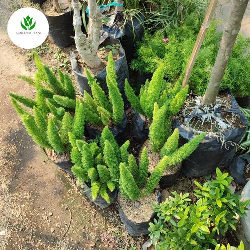 Jual Bibit Cemara Ekor Tupai , Pohon Cemara Ekor Tupai Kondisi Real ...