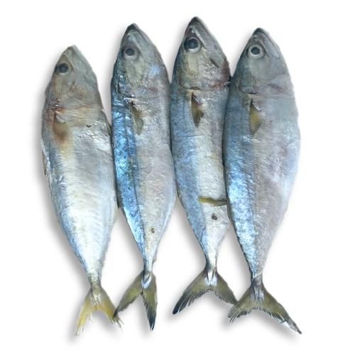 Jual Ikan Kembung Banjar 500gr - Jakarta Pusat - Bliss Kitchen Jakarta ...