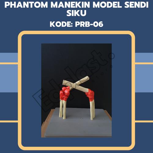 Jual PHANTOM TORSO ANATOMI | ALAT PERAGA MODEL SENDI SIKU - Kab. Malang ...
