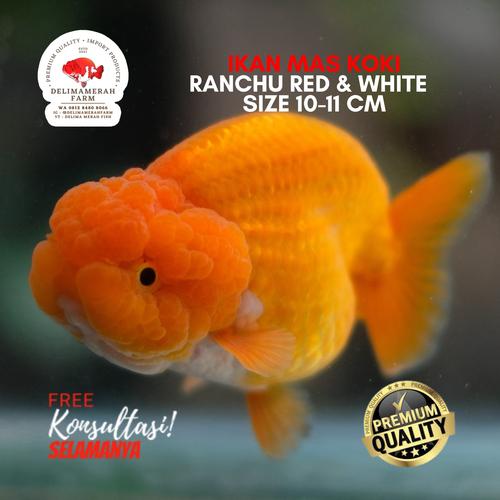 Jual Ikan Mas Koki Ranchu Red White Fancy Quality Garansi Sampai Tujuan ...