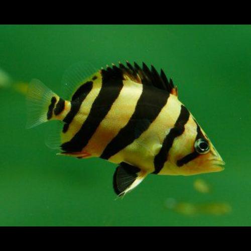 Jual Ikan Datz Borneo Indo Datnoid Tiger Fish Datnioides Microlepis - 3 ...