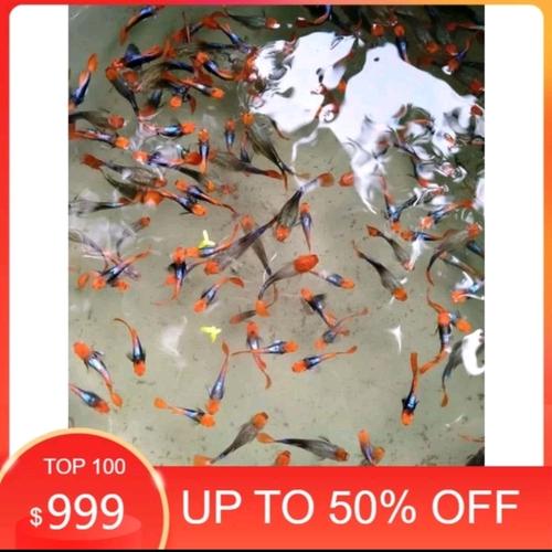 Jual Ikan Hias Guppy Tuxedo Platinum Koi Ear - betina - Kota Depok - Fishtreasure. id | Tokopedia