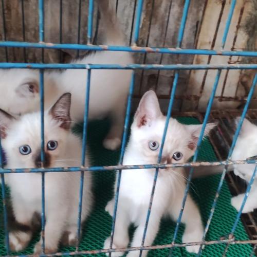 Jual Kucing Persia Himalaya Jantan Anakan kitten 5 bulan - Kota Depok ...