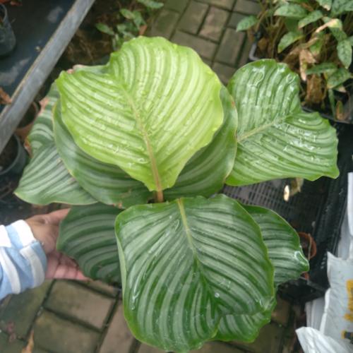 Jual Tanaman Hias Cantik Calathea Orbifolia Orbi Rimbun Size Besar ...