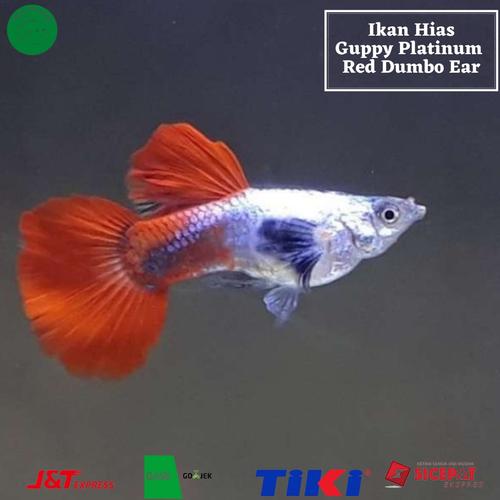 Promo Guppy prtde dumbo ear ikan guppy platinum red dumbo ear jantan - Jakarta Pusat - SERE PET ...