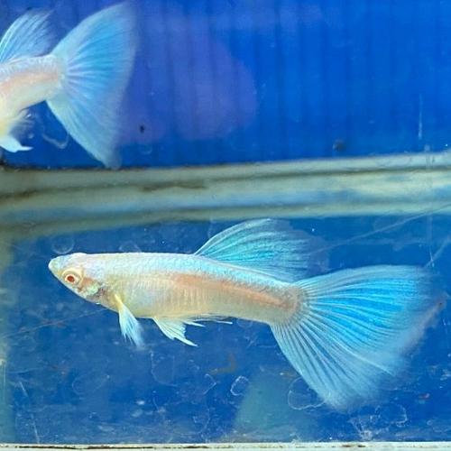 Jual Ikan Hias Guppy Albino Japan Blue - jantan - Kota Depok - Fishtreasure. id | Tokopedia