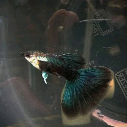 Jual Ikan Hias Guppy Hb Green - betina - Kota Depok - Fishtreasure. id | Tokopedia