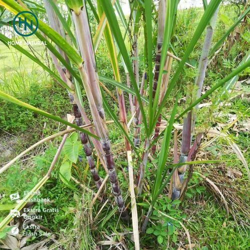 Jual Bibit tebu hitam Tanaman tebu ireng ( 1 meter ) - Jakarta Pusat ...