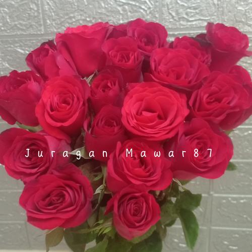Jual Bunga mawar potong asli segar 1 ikat 20 tangkai - pink cerah ...
