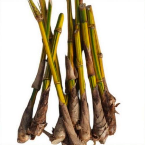 Promo 10 BIBIT BAMBU KUNING JENIS BESAR (STEK) Batang Ranting - stek ...