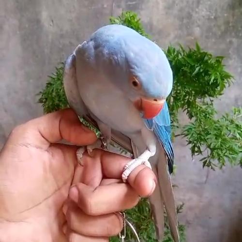 Jual Indian ring neck blue - Jakarta Selatan - Abirdparrot | Tokopedia