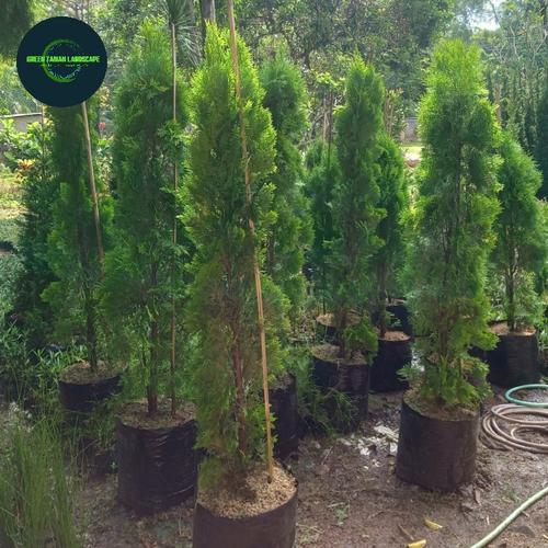 Jual Tanaman hias cemara kipas tinggi 1.5 meter pohon cemara kipas ...