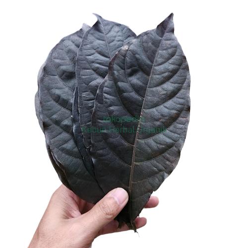 Promo Daun handeuleum atau daun ungu segar - Kab. Bekasi - Kebun Herbal ...