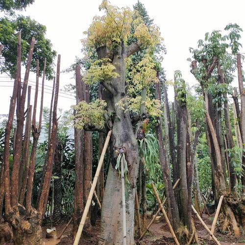 Jual pohon randu varigata 5 meter - Kota Depok - Cahya Flora | Tokopedia