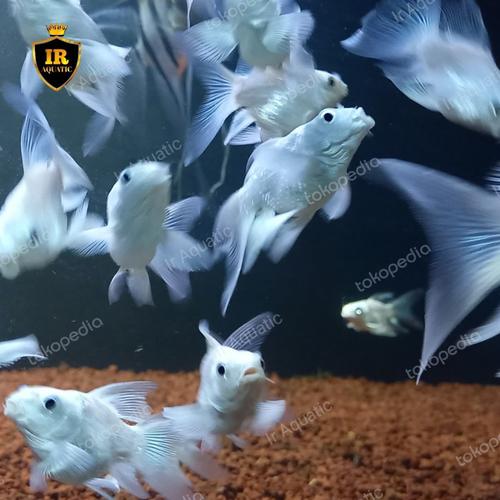 Promo Ikan koi butterfly short body Taiwan /Bukan Ikan mas koki size 5 ...
