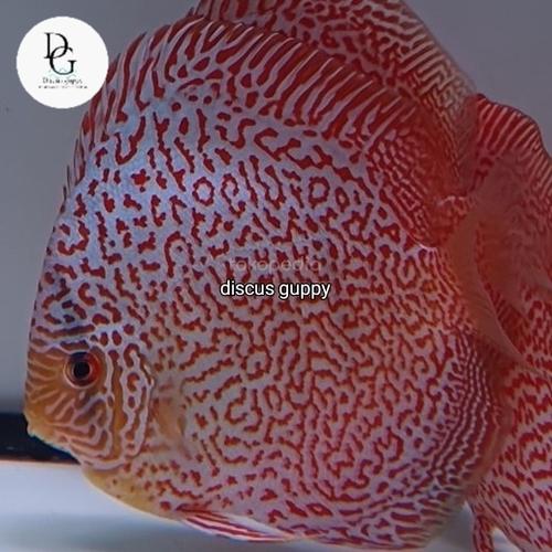 Jual ikan discus super king viper /skv - 2inch - Kab. Bogor - discus ...