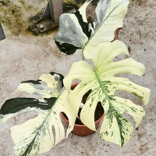 Jual Tanaman Hias Monstera Mint Varigata - Tanaman Hias Monstera - Kab ...