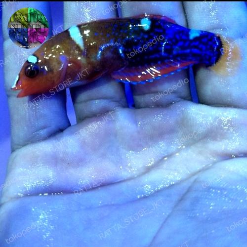 Jual ikan hias air laut keling asli - Jakarta Pusat - RATTA_STORE_JKT ...