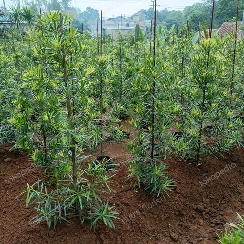 Jual tanaman hias lohansung taiwan 1 meter pohon lohansung tinggi 1 ...