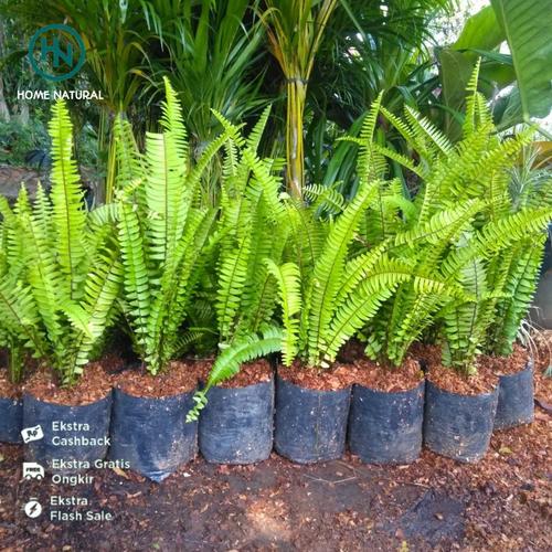 Jual Tanaman hias pakis boston Tanaman pakis - Jakarta Pusat - Home ...