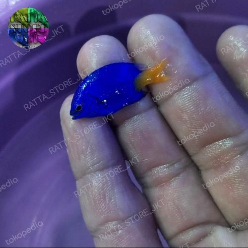 Jual ikan hias air laut betok blue star - Jakarta Pusat - RATTA STORE ...