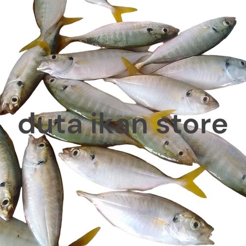 Jual ikan kembung Como segar 1kg - Jakarta Utara - Duta ikan store ...