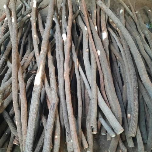 Jual Ranting Pohon Kayu Pinus Bahan Dekorasi Hiasan aquascape tema ...