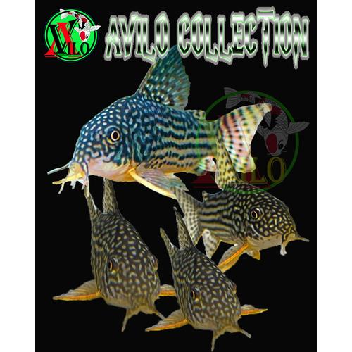 Promo ikan hias dasar aquarium corydoras sterbai catfish sedang ...