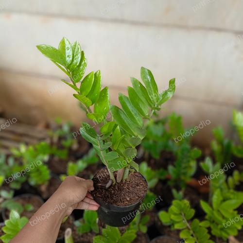 Jual tanaman hias zamia dollar pohon dollar zamia culcas tanaman zamia ...