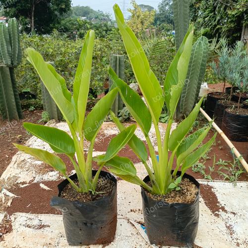 Jual tanaman hias pisang kipas pohon pisang kipas tanaman pisang hias ...