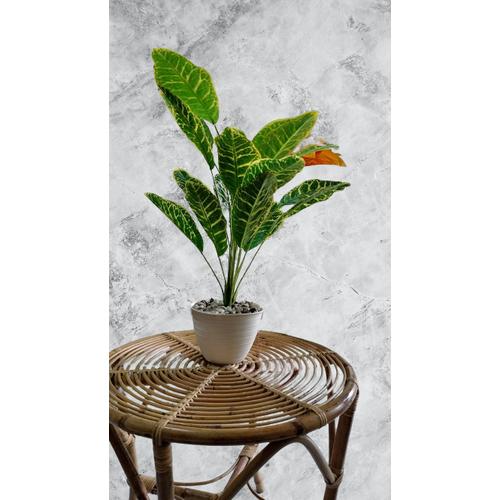 Jual Tanaman Daun Puring/Tanaman Hias Daun Puring/Tanaman Artifical ...